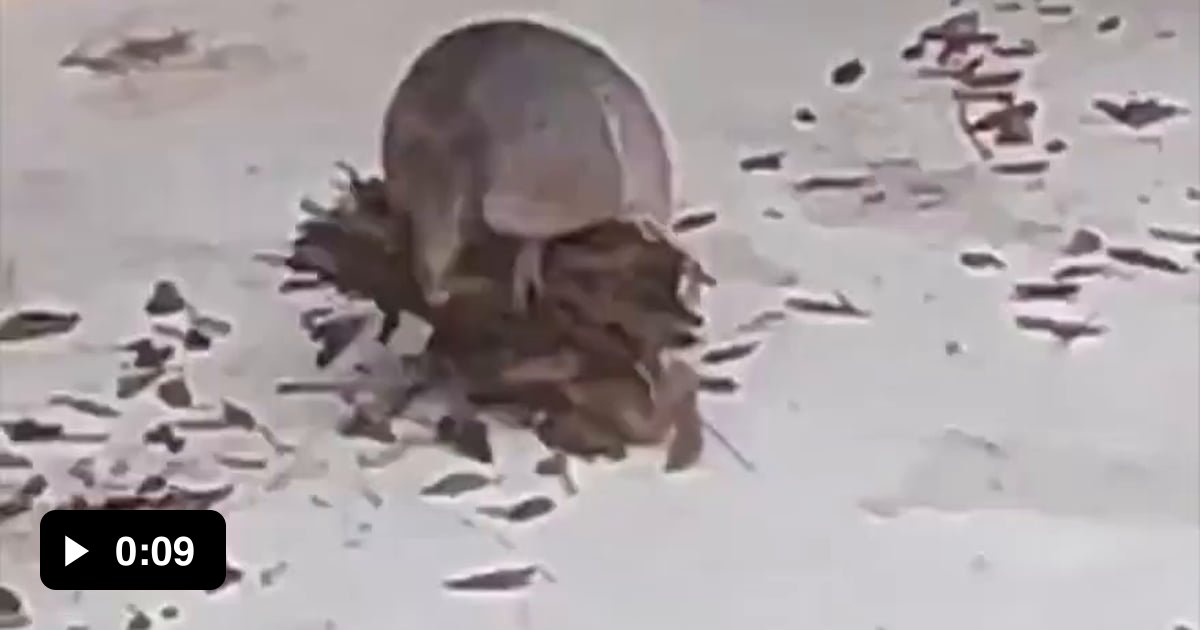 Thats interesting behaviour - 9GAG