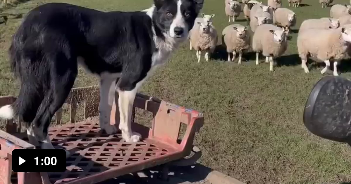 Why do you get a sheep herding dog ? Because... - 9GAG