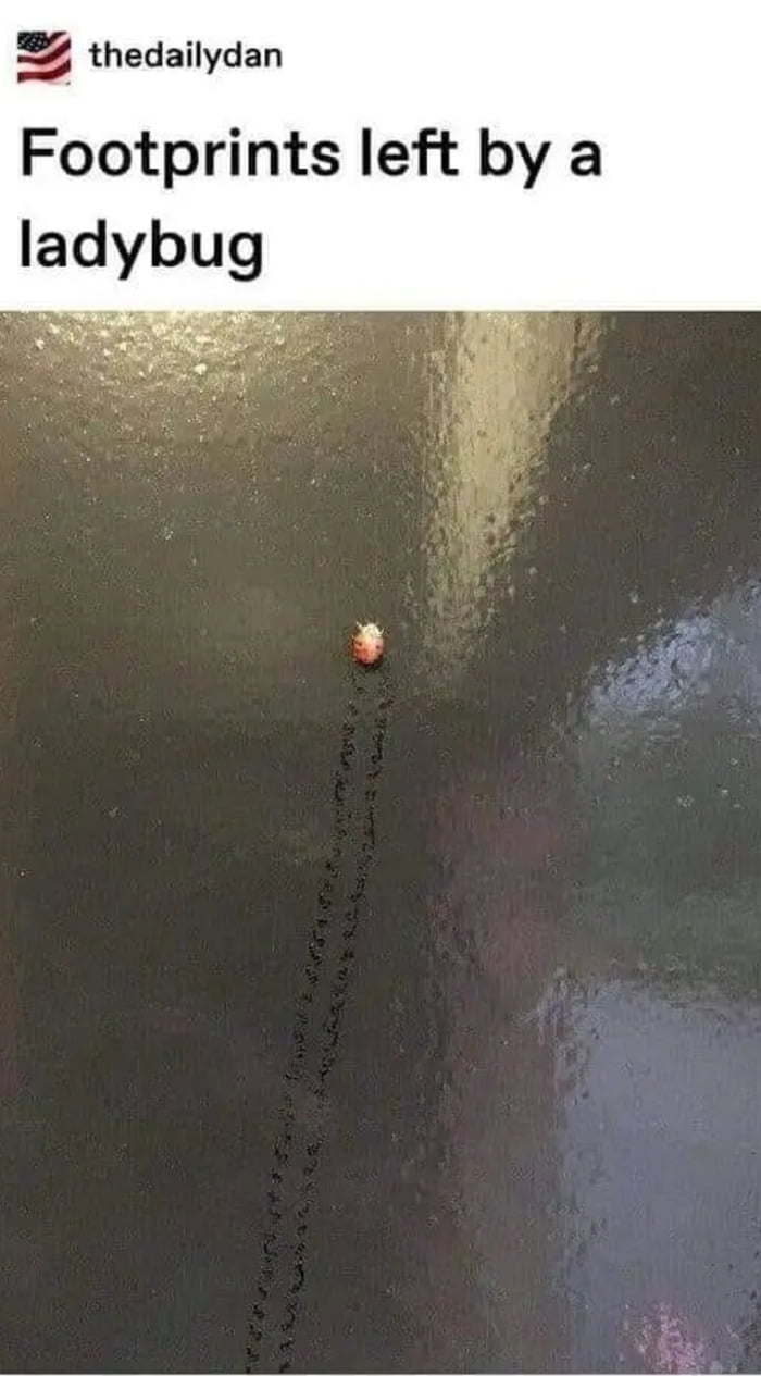 Ladybug footprints - 9GAG