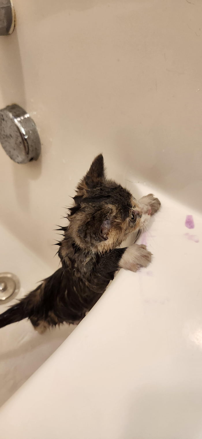First bath after rescuing her from the street - 9GAG