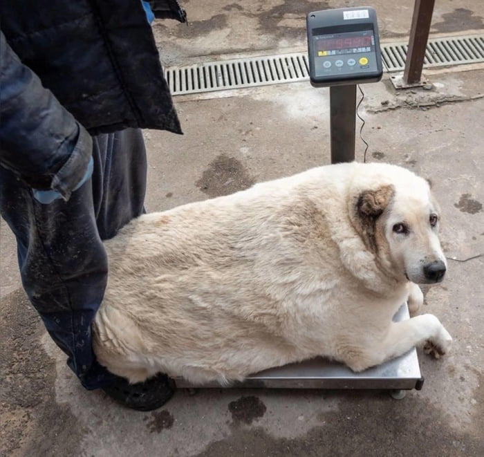 Of a stray dog - 9GAG