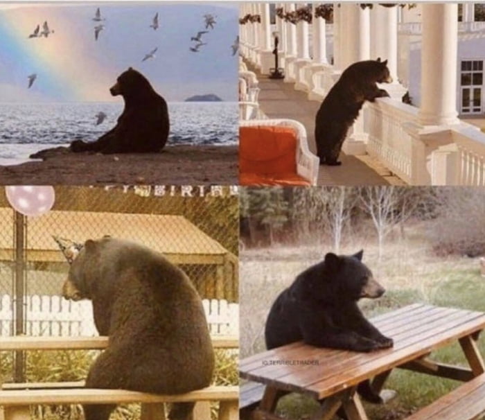 It's over for bears - 9GAG