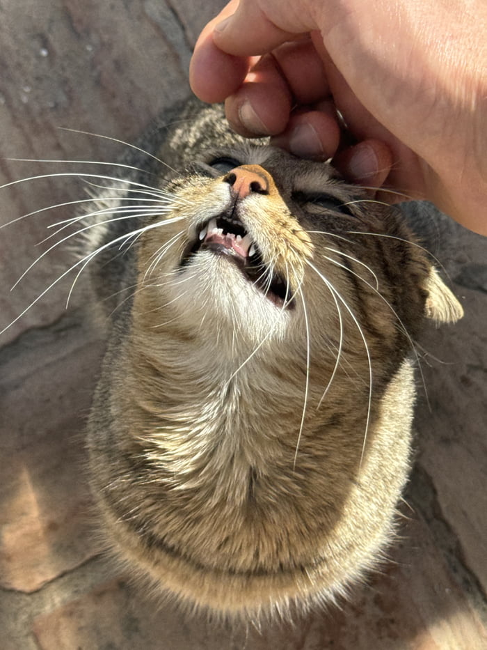 Look at the tiny teefs - 9GAG