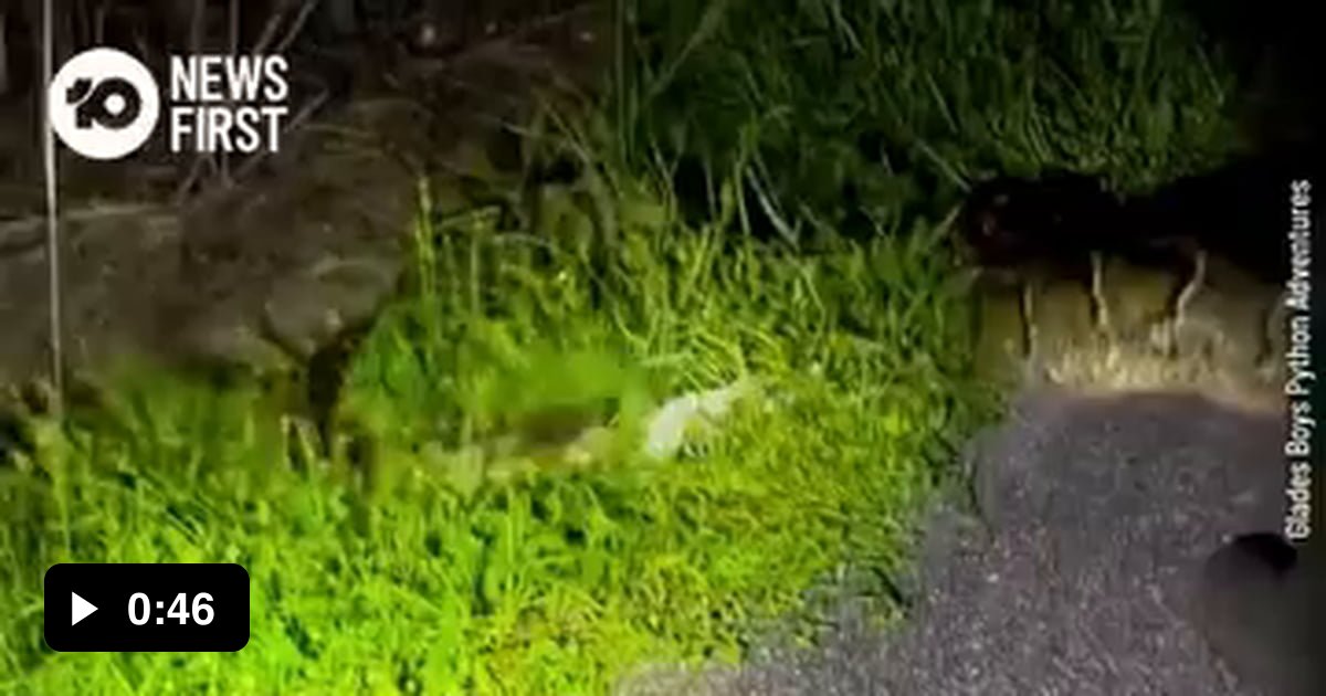 Near miss with a python - 9GAG