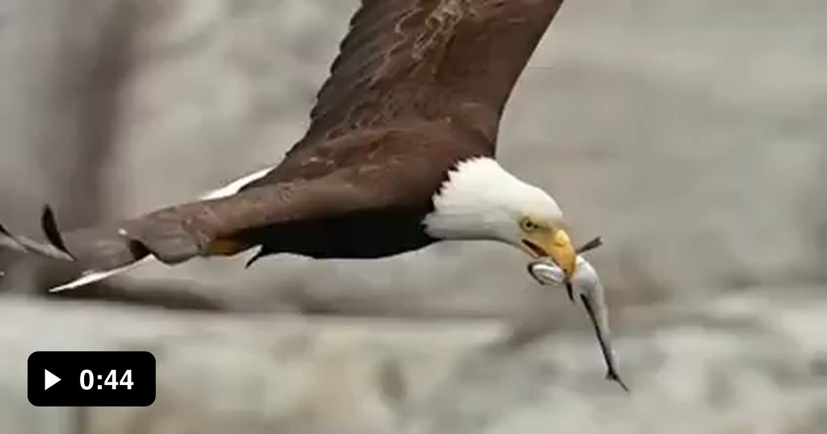 Bald eagle rips a fish in two pieces and eats it in midair - 9GAG