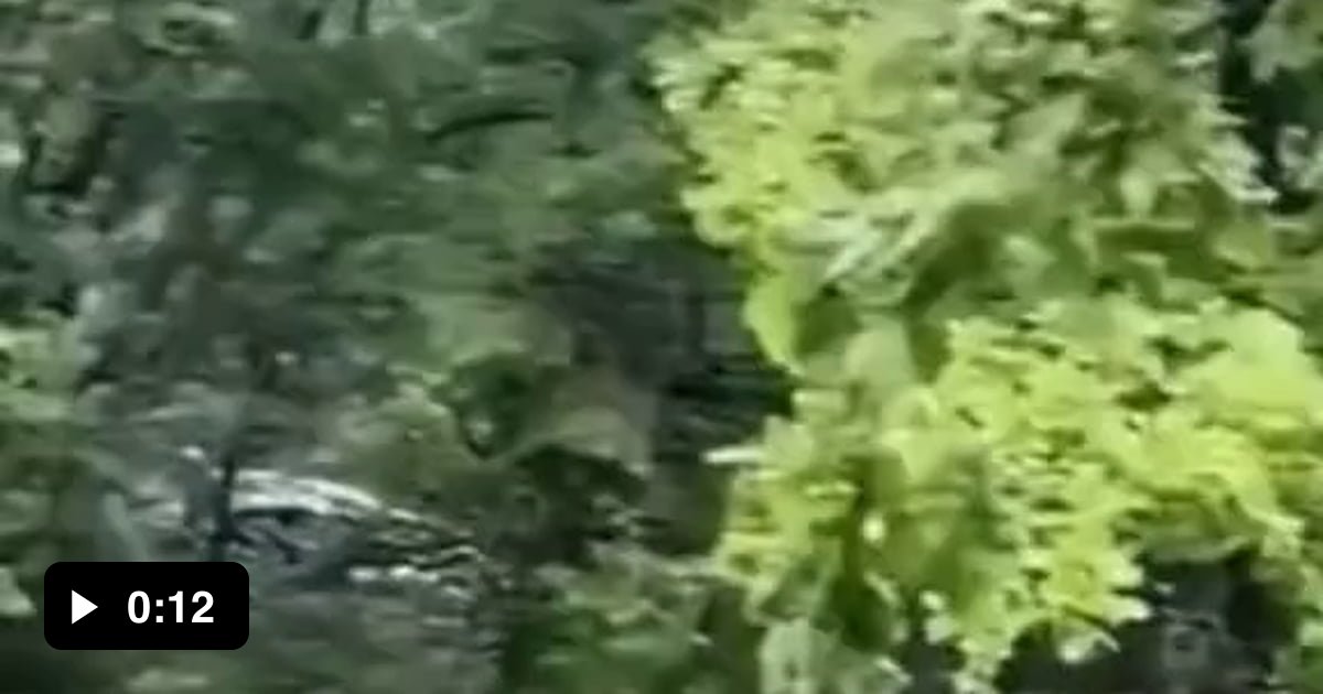 Run forest run!!! - 9GAG