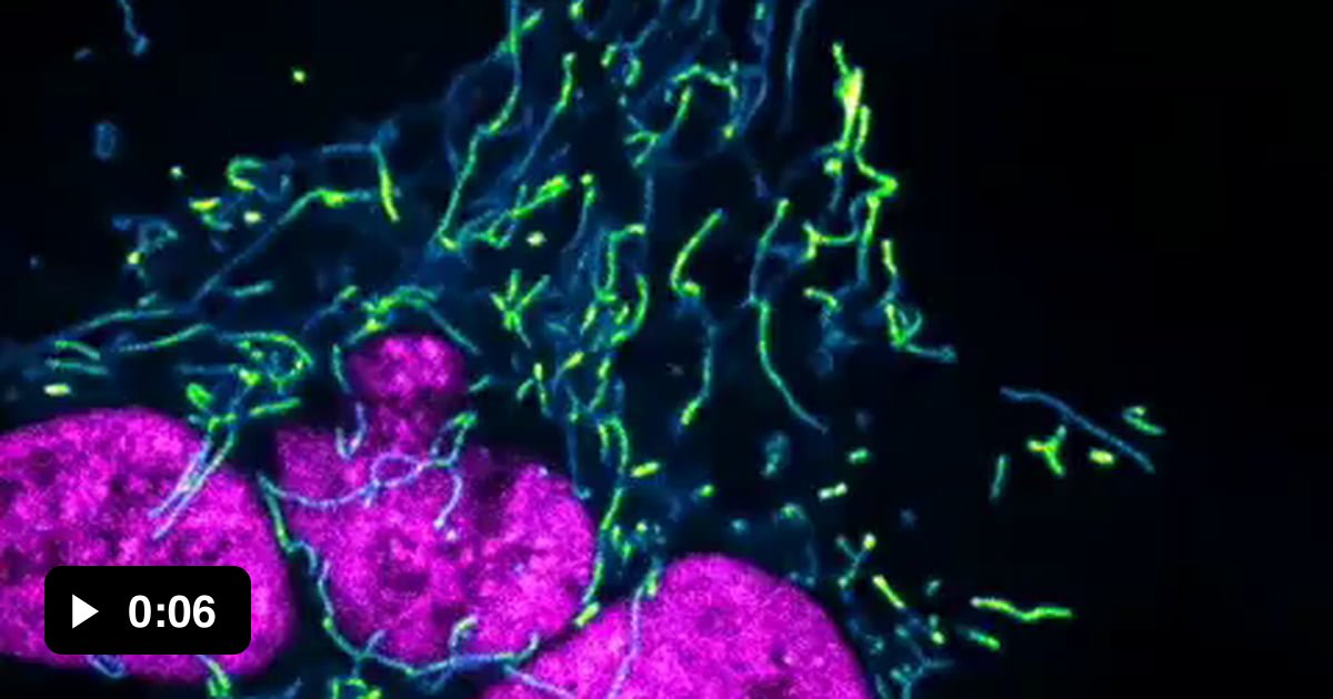 Mitochondria (green) and three nuclei (pink) under a microscope - 9GAG