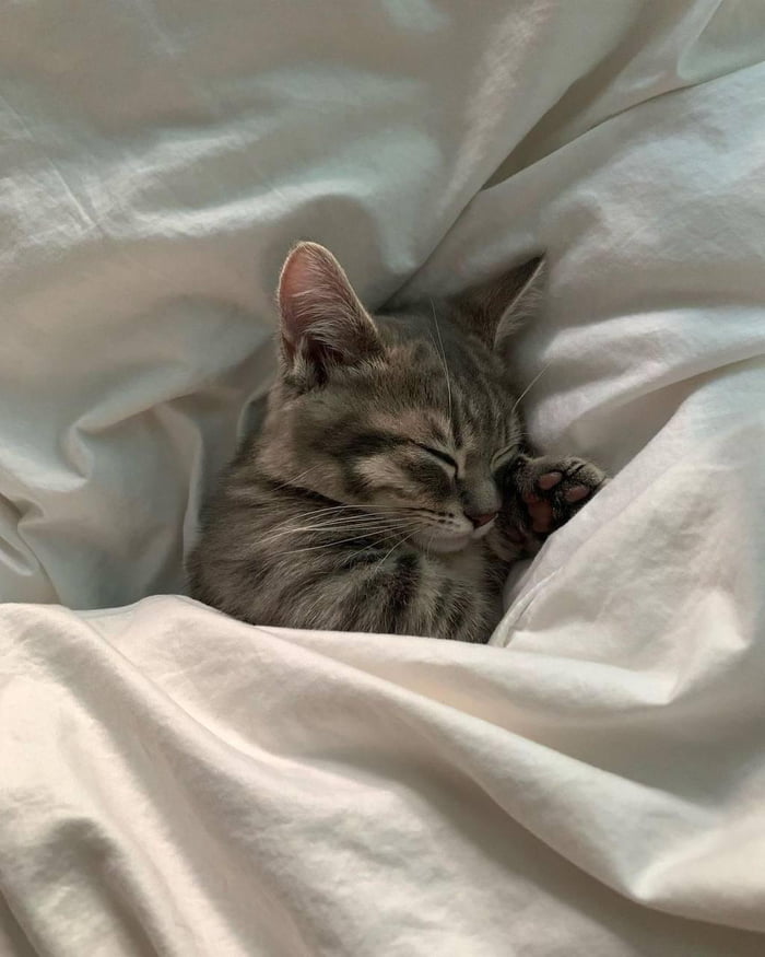 Sweetly sleeping - 9GAG