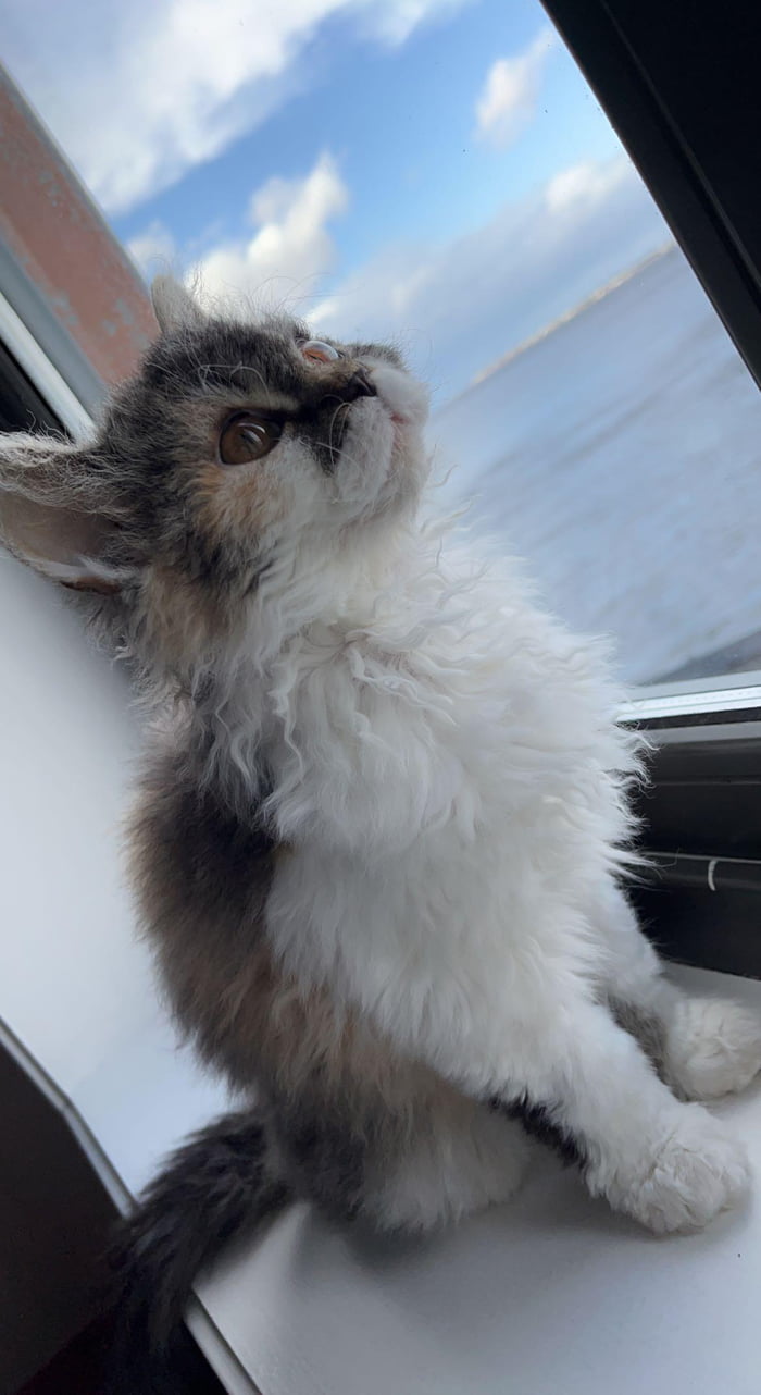 Every morning she comes to this window just to happily purr while looking at the clouds ️ - 9GAG