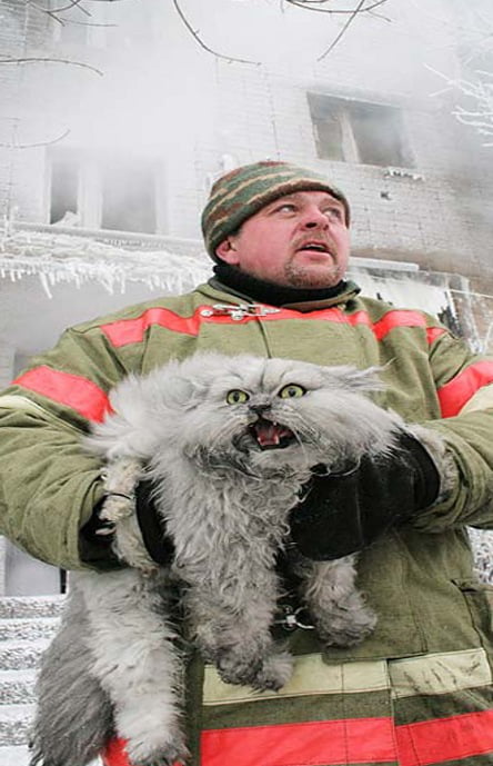 Firefighters Saving Cats Meme