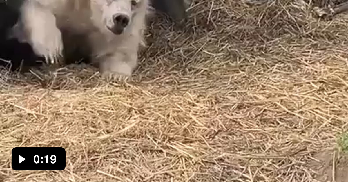 A bear after waking up from hibernation - 9GAG