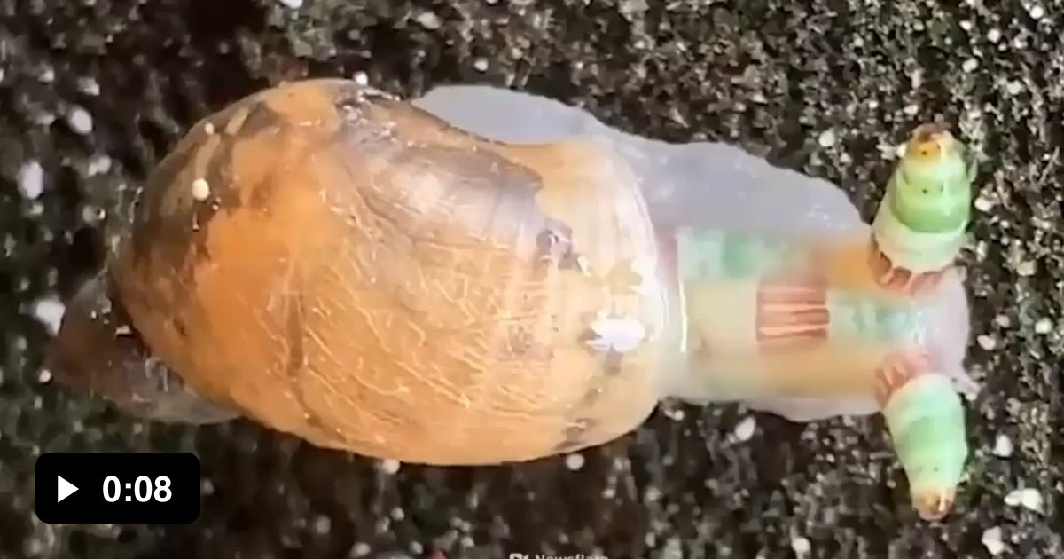 A snail with a mind controlling parasite - 9GAG