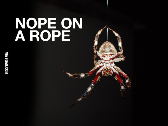 Nope on a rope - 9GAG