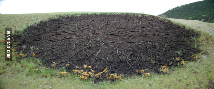 This is what it looks like when lightning strikes a juniper bush. - 9GAG