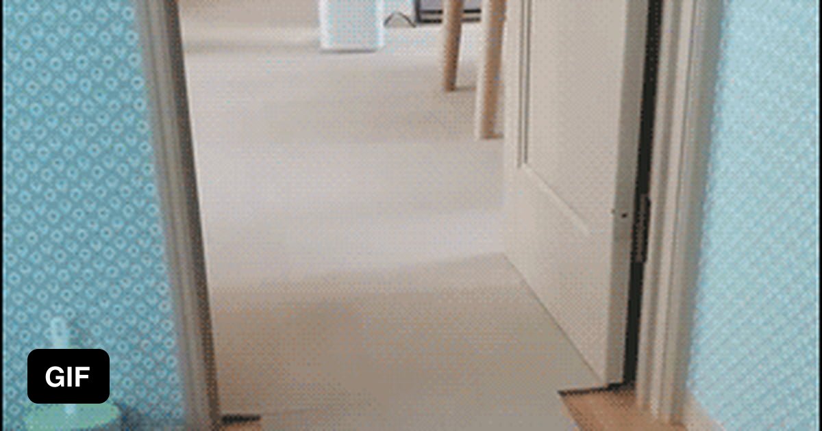 Anti-gravity cats. - 9GAG