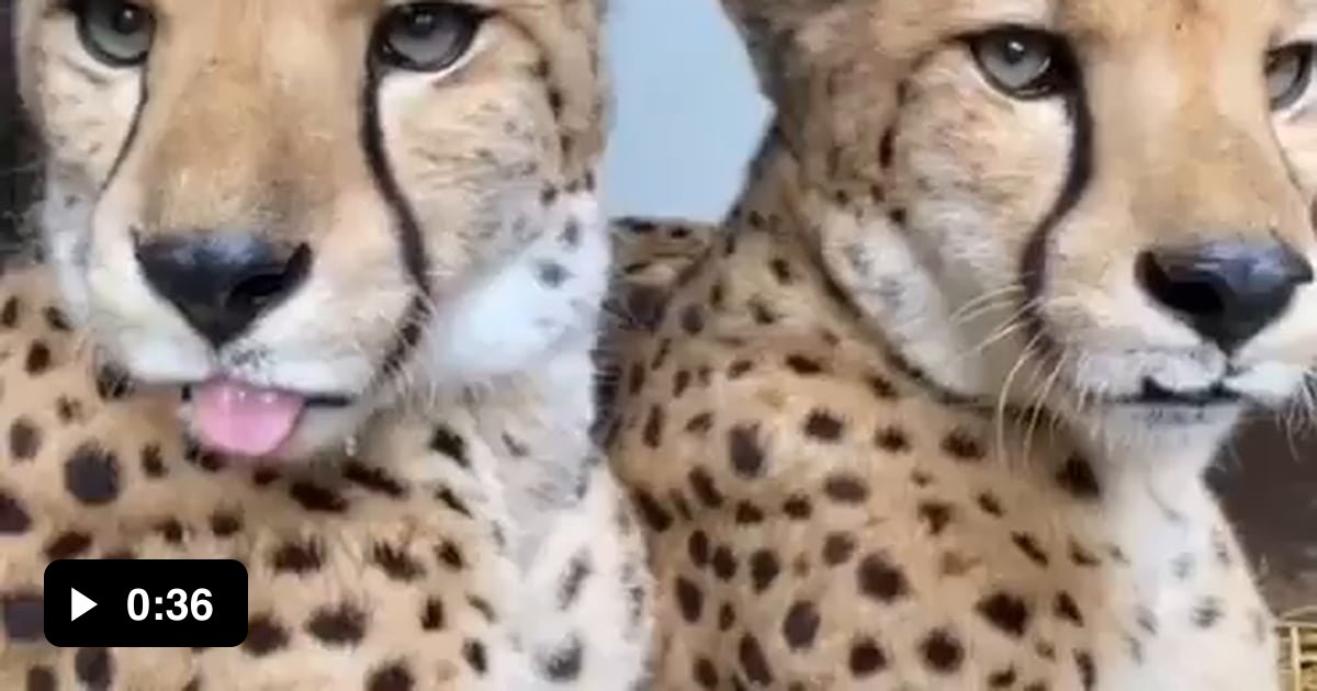 Cheetah blep - 9GAG