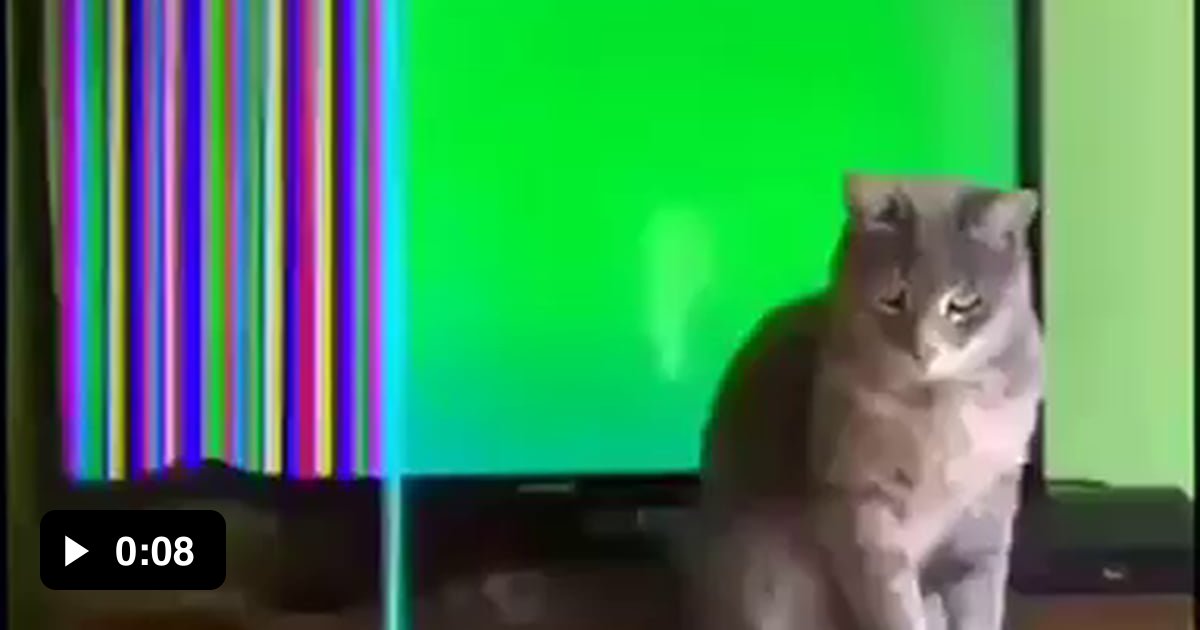 Ca Ca Caaaaat - 9GAG