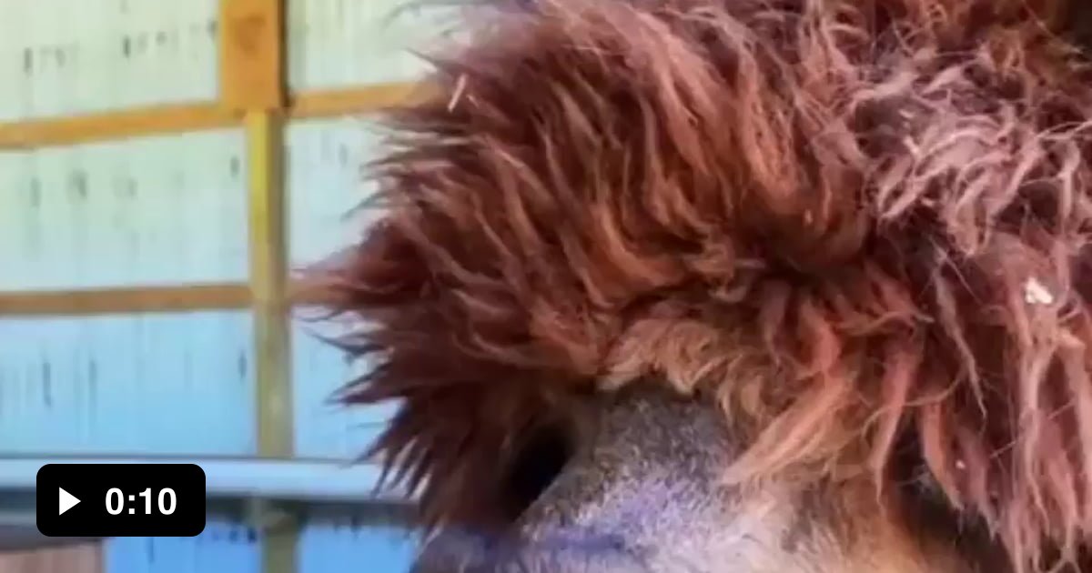 Booping a llama's nose. - 9GAG