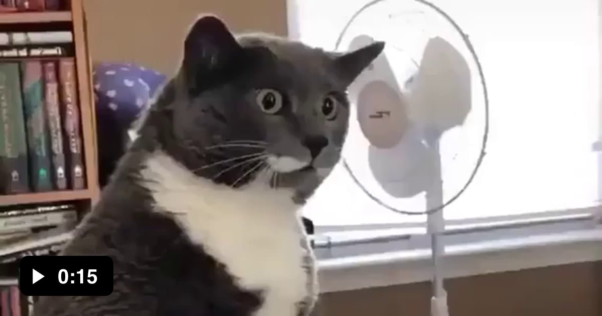 Smart cute Cat funny expression but extremely focused - 9GAG