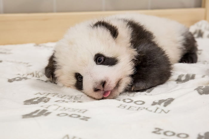 Baby blep - 9GAG