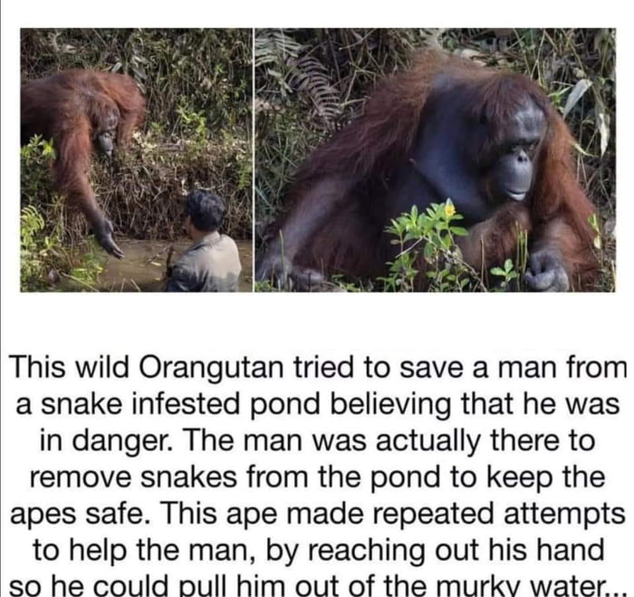 Return to monke - 9GAG