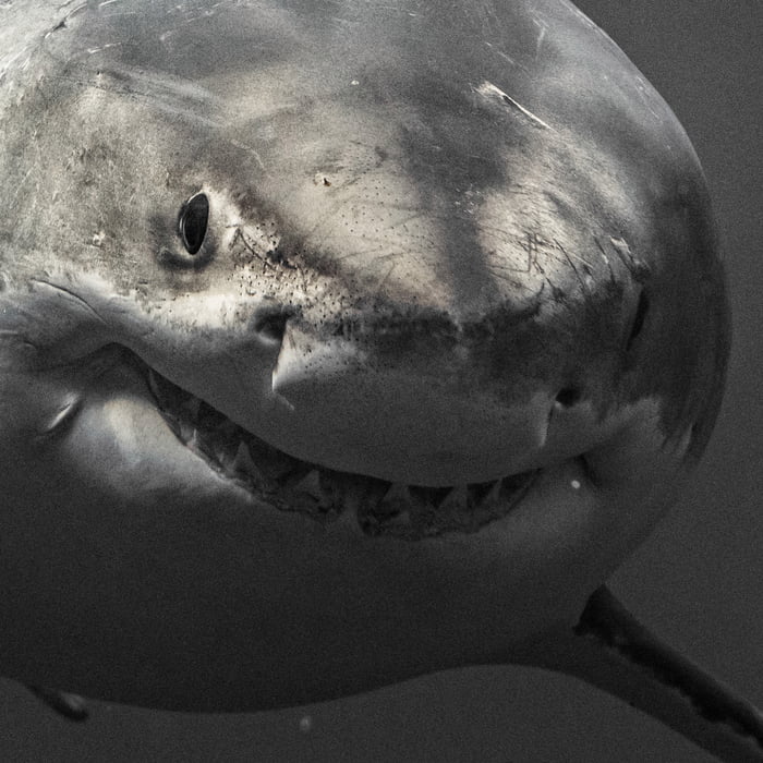 Close up of the face of a Great White Shark. - 9GAG