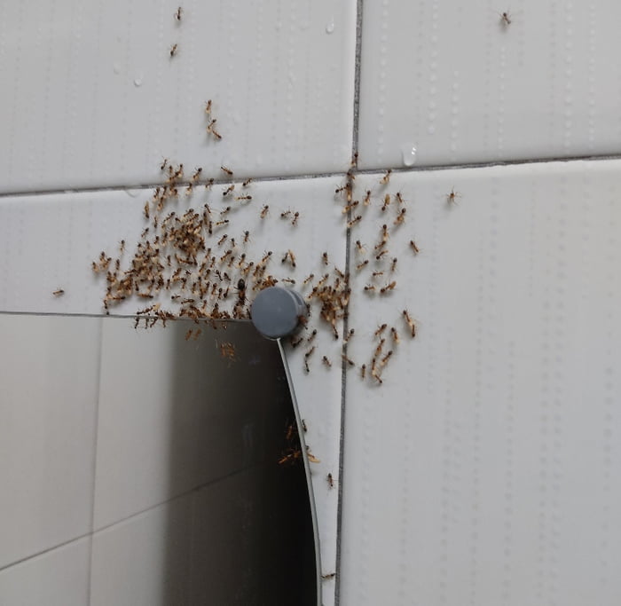 A small ant colony moving out to find a new place (queen in the middle ...