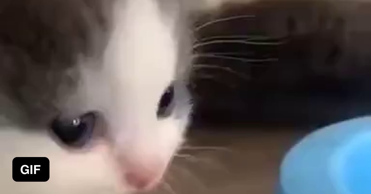 The original cat from the Hehe meme - 9GAG