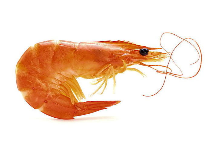 For all twitch users simp=Shrimp lets do it that twitch hast to ban the ...