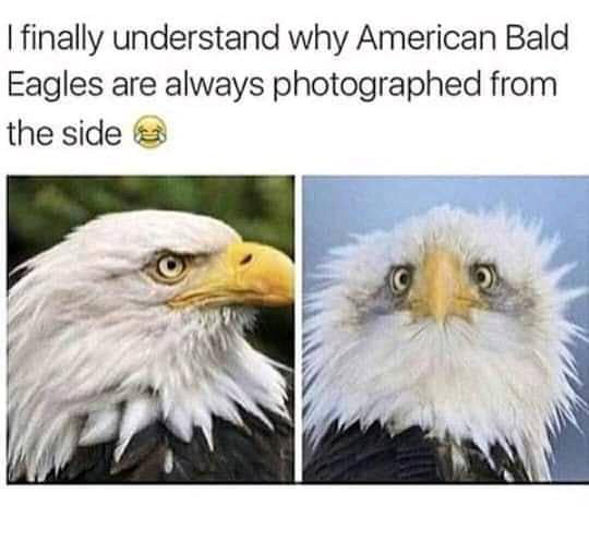 American Bald Eagle - 9GAG
