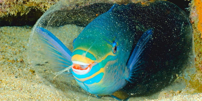 A Parrotfish covers itself with mucus cocoon to protect it from ...