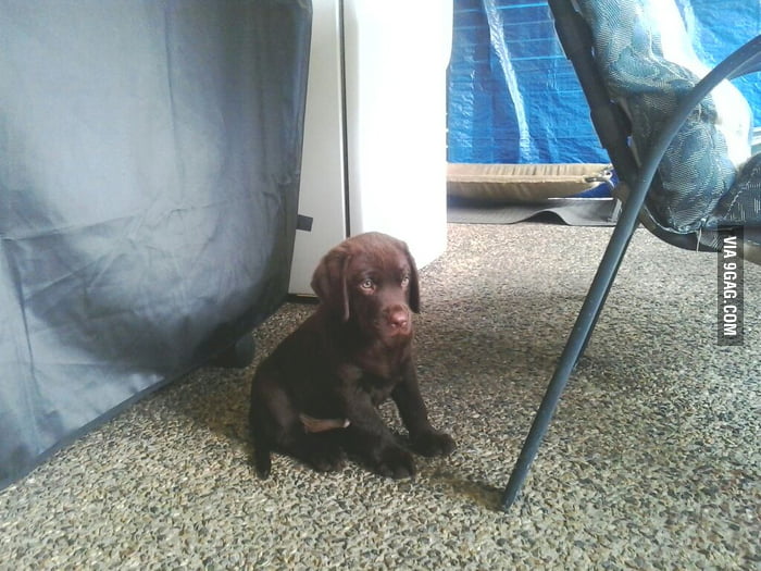 This is my chocolate labrador puppy, his name is choc choc - 9GAG