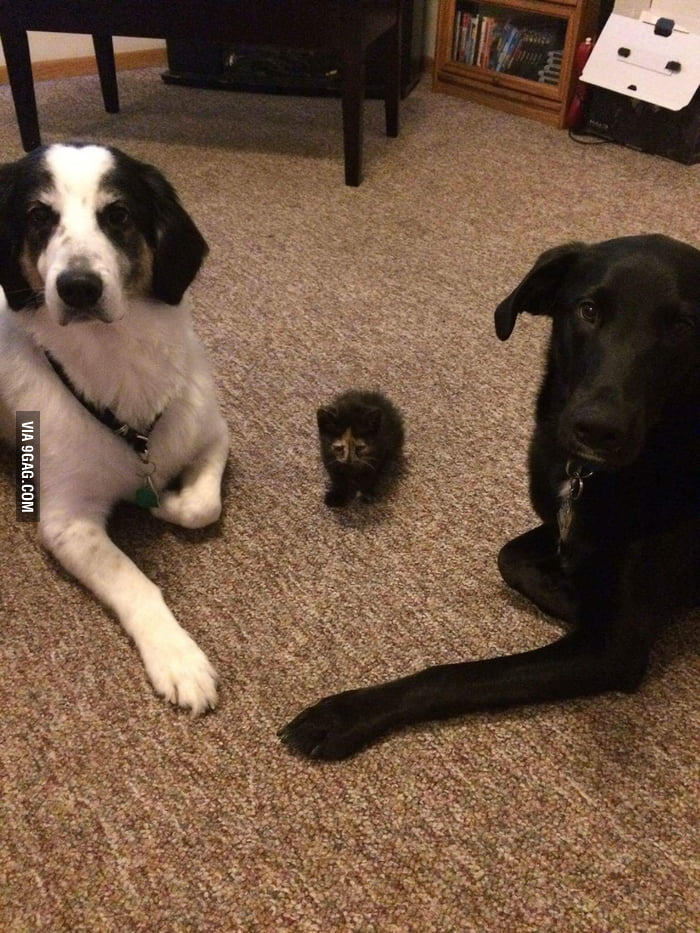 Why is it so tiny?! - 9GAG