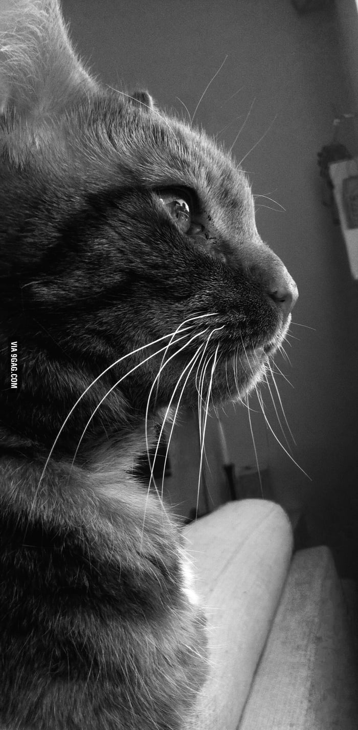 So I heard that 9gag likes cats, so here is mine - 9GAG