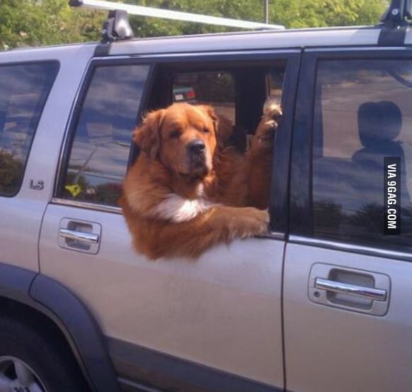 Yo dog, get in. No time to explain. - 9GAG