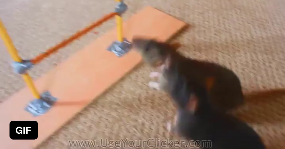 Obstacle course - 9GAG