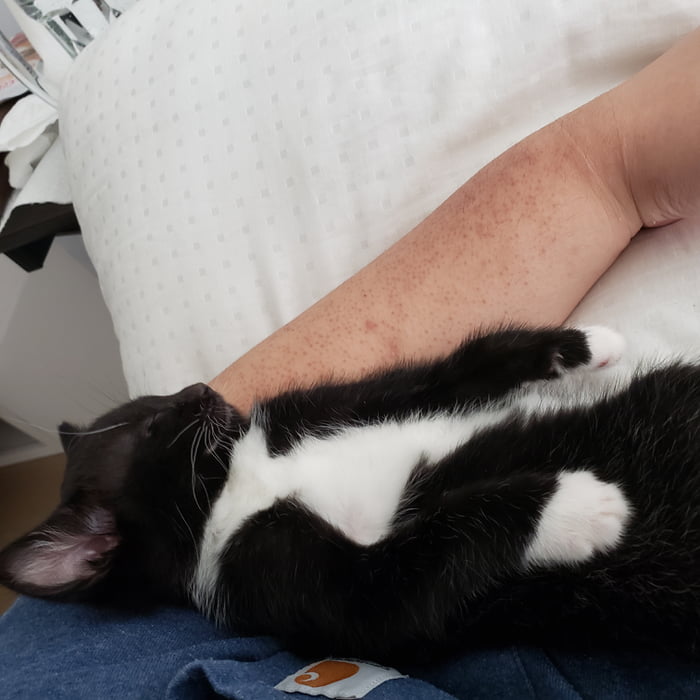 If I get a 2nd cat, they won't cuddle with me as much but also I cant ...