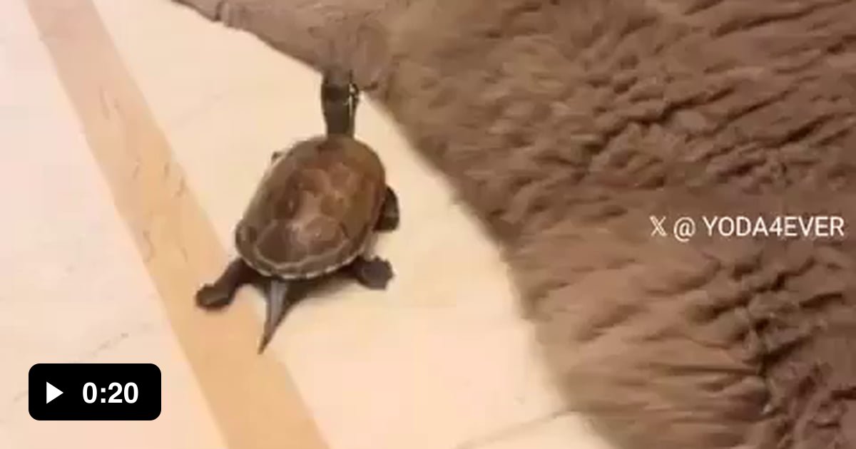 This turtle just wants to be friends - 9GAG
