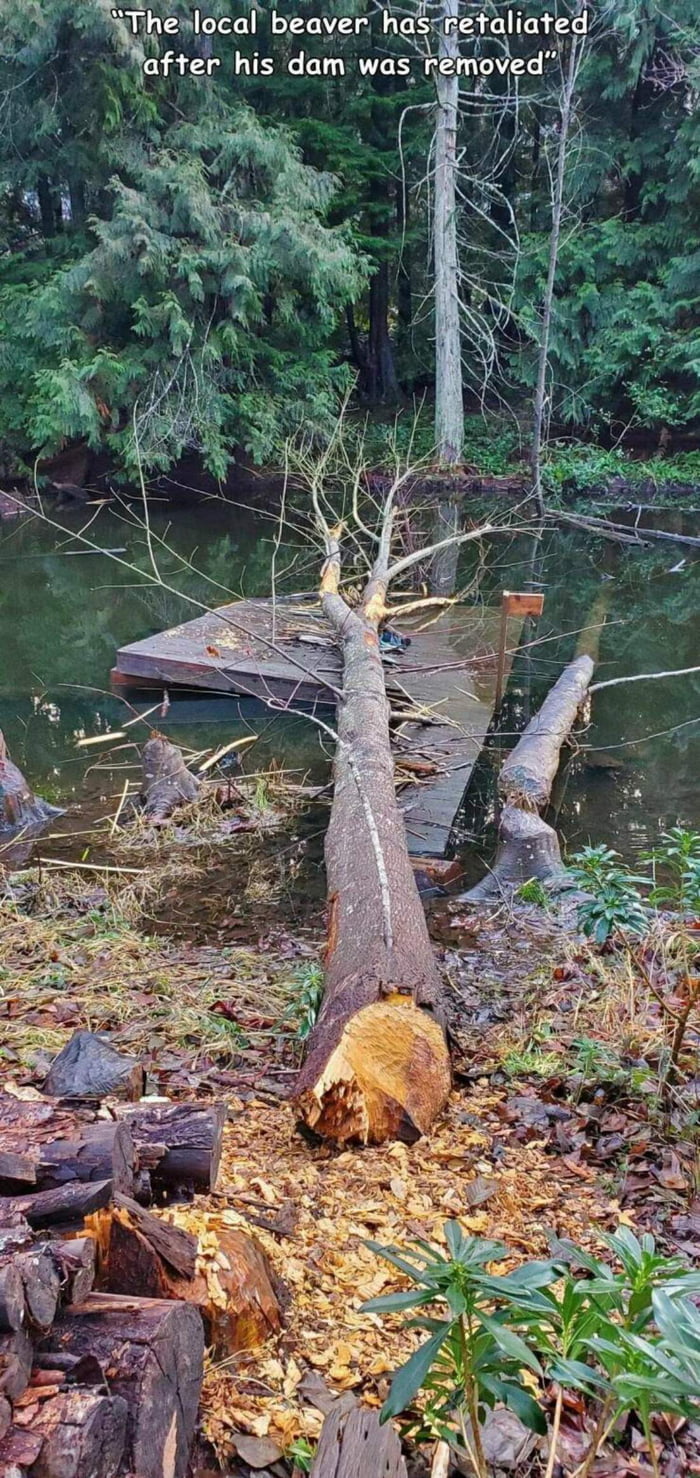 Revenge of bobr - 9GAG