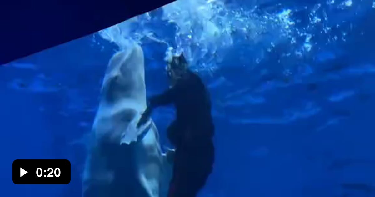 Jacked beluga - 9GAG