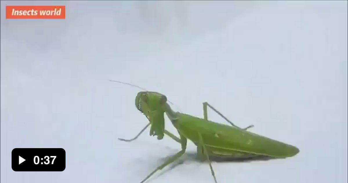 These worms from the body of the praying mantis represent a group of ...