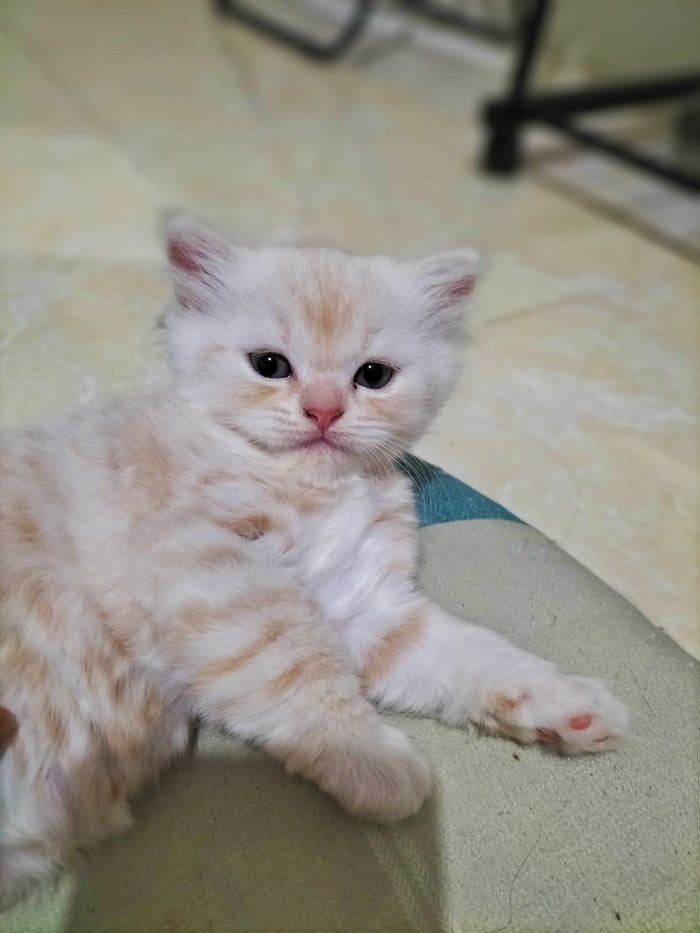 Still posting cats? New addition.. Penny @ 3 weeks old - 9GAG