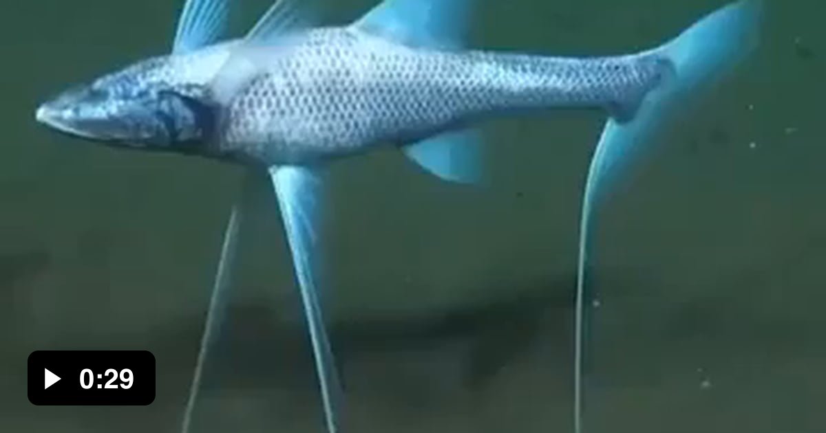 The tripod fish is a deep sea creature that stands on the ocean floor ...