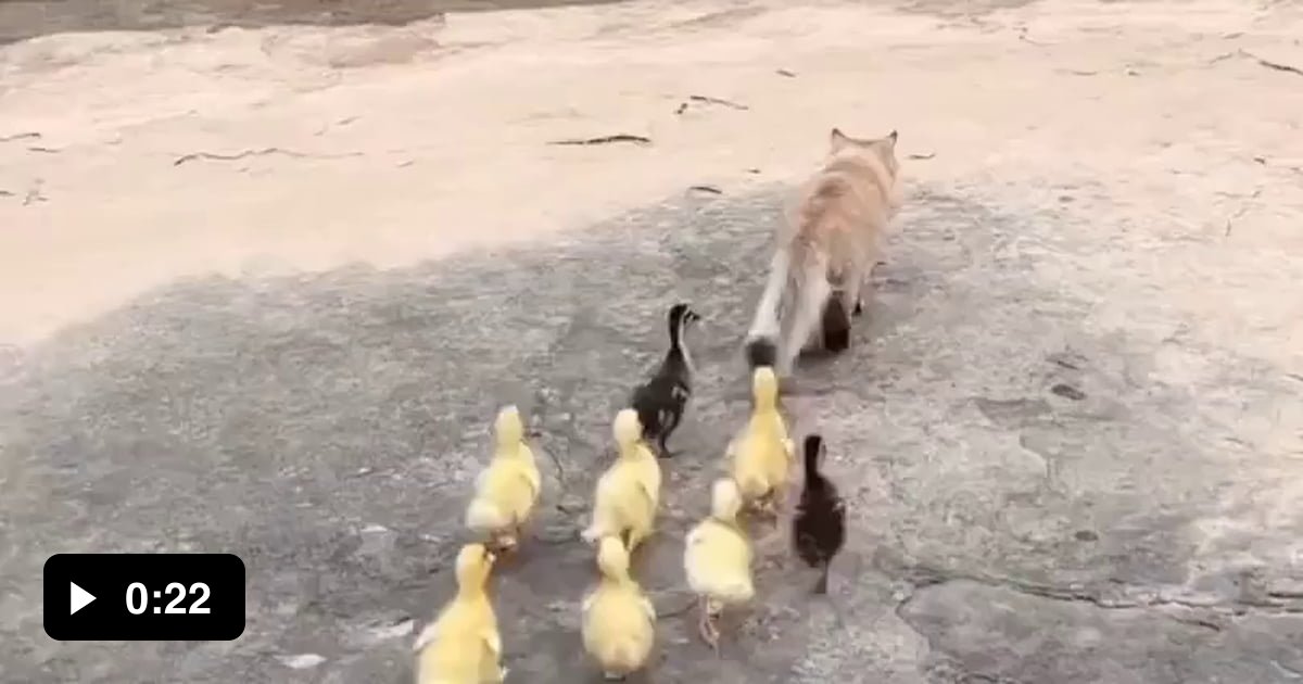 Shepherd cat takes ducklings to the pond and guards them..🐈🐾🐥😊 ️ - 9GAG
