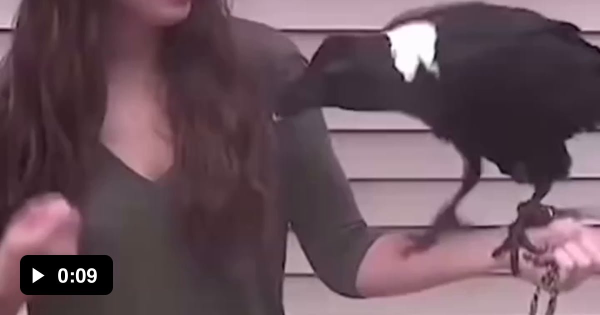 That crow is now a real 9gager... - 9GAG