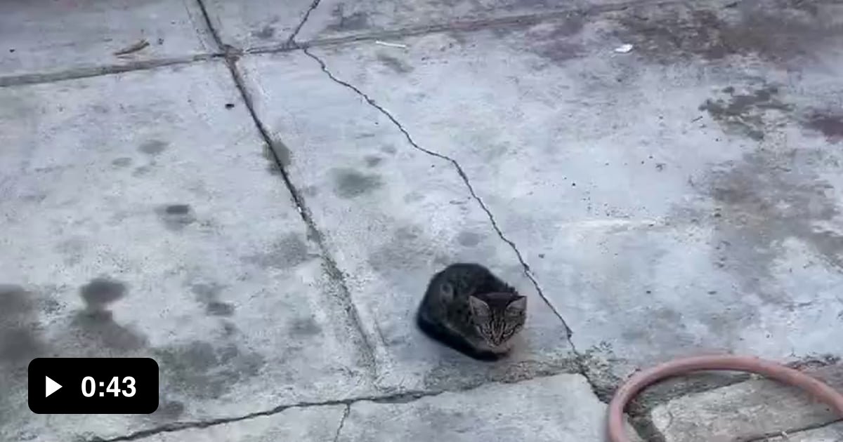 Smol cat smol brain - 9GAG