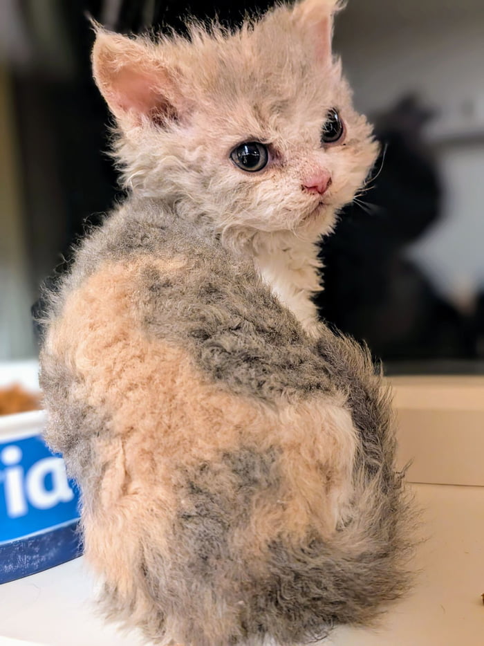 I just bought a new shat cat, picking him up at the end of jan, I will ...