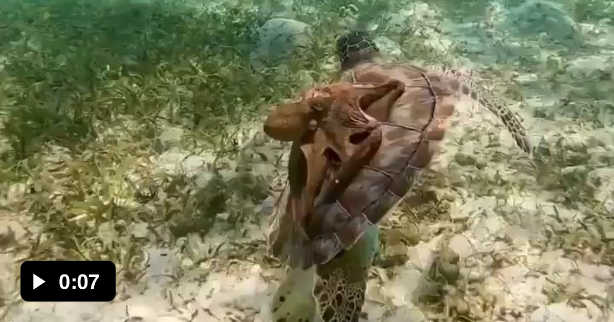 Watching Nemo in real life - 9GAG