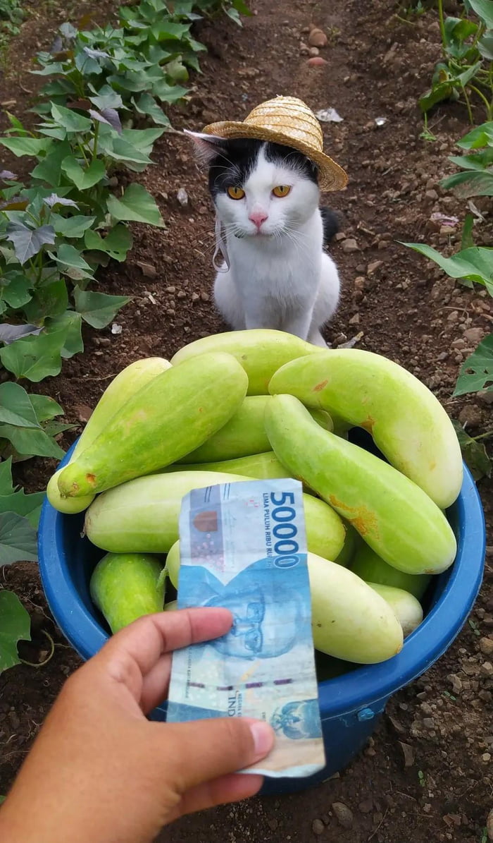 Farmer cat - 9GAG