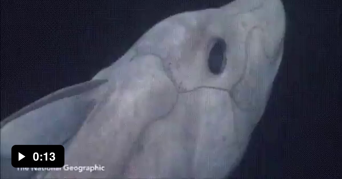 Deep-Sea Ghost Shark filmed alive for first time 🦈 - 9GAG
